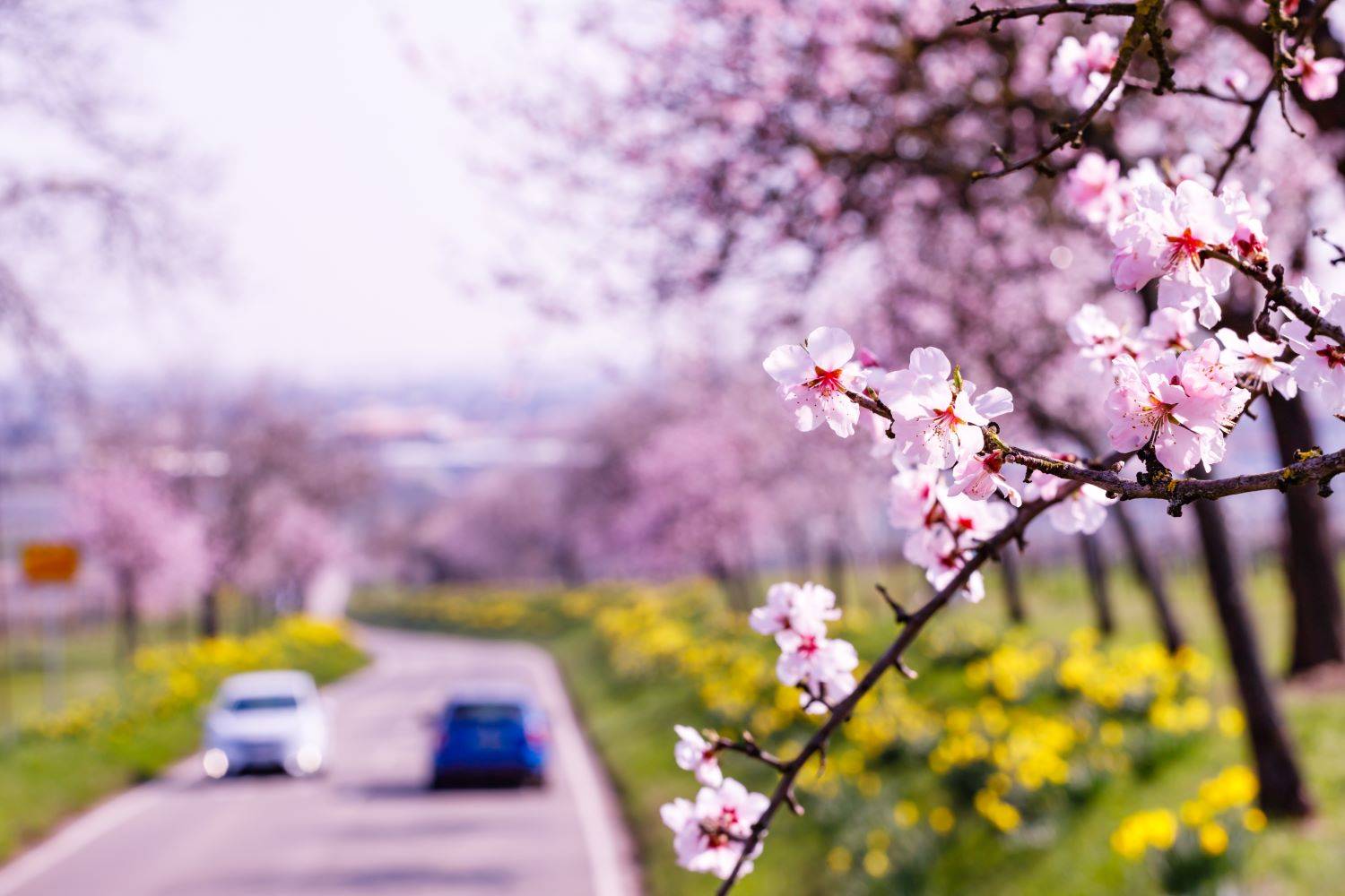 CAR-X | Auto Repair, Oil Change, Tires, Brakes, Maintenance